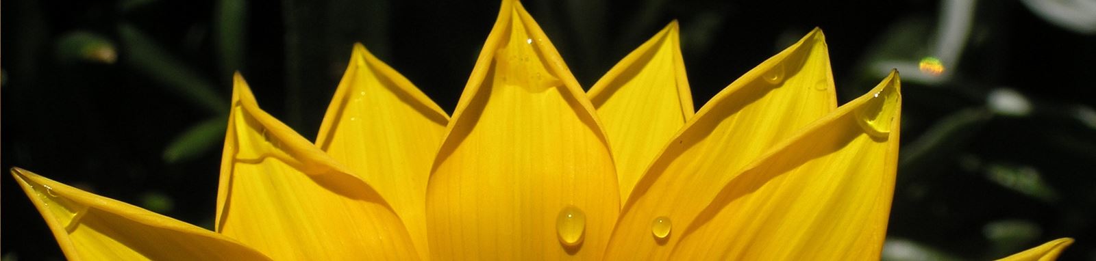 What's in Flora| Flora